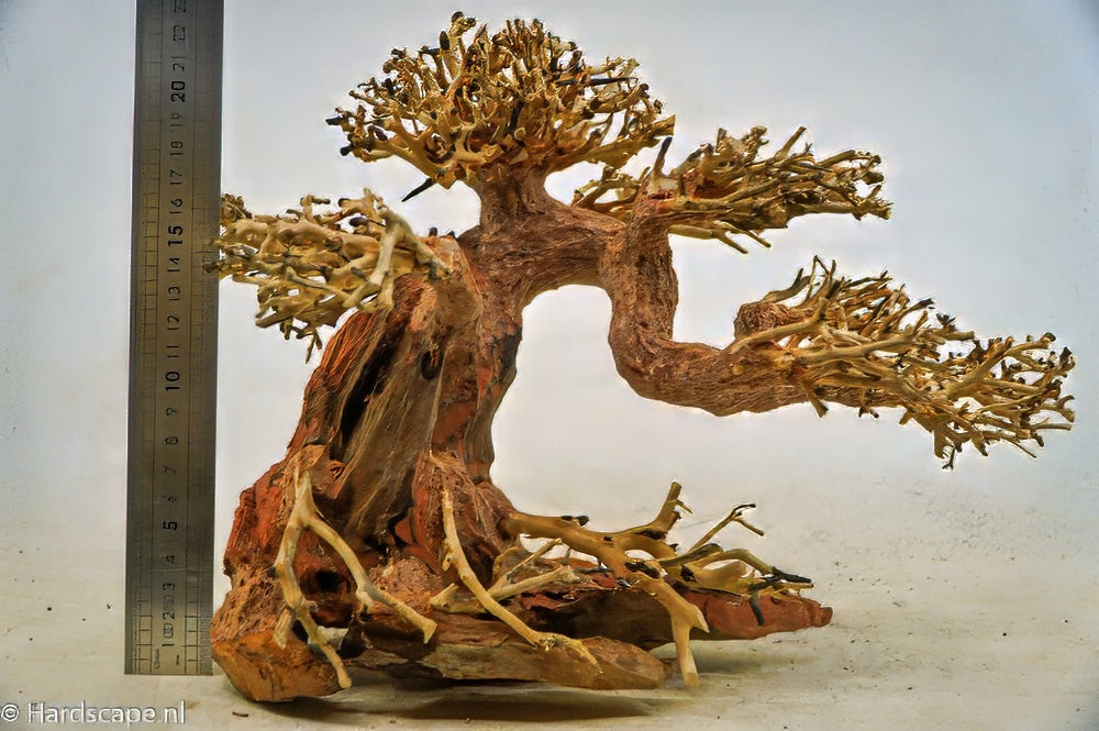 Claw Bonsai tree | Hardscape.nl